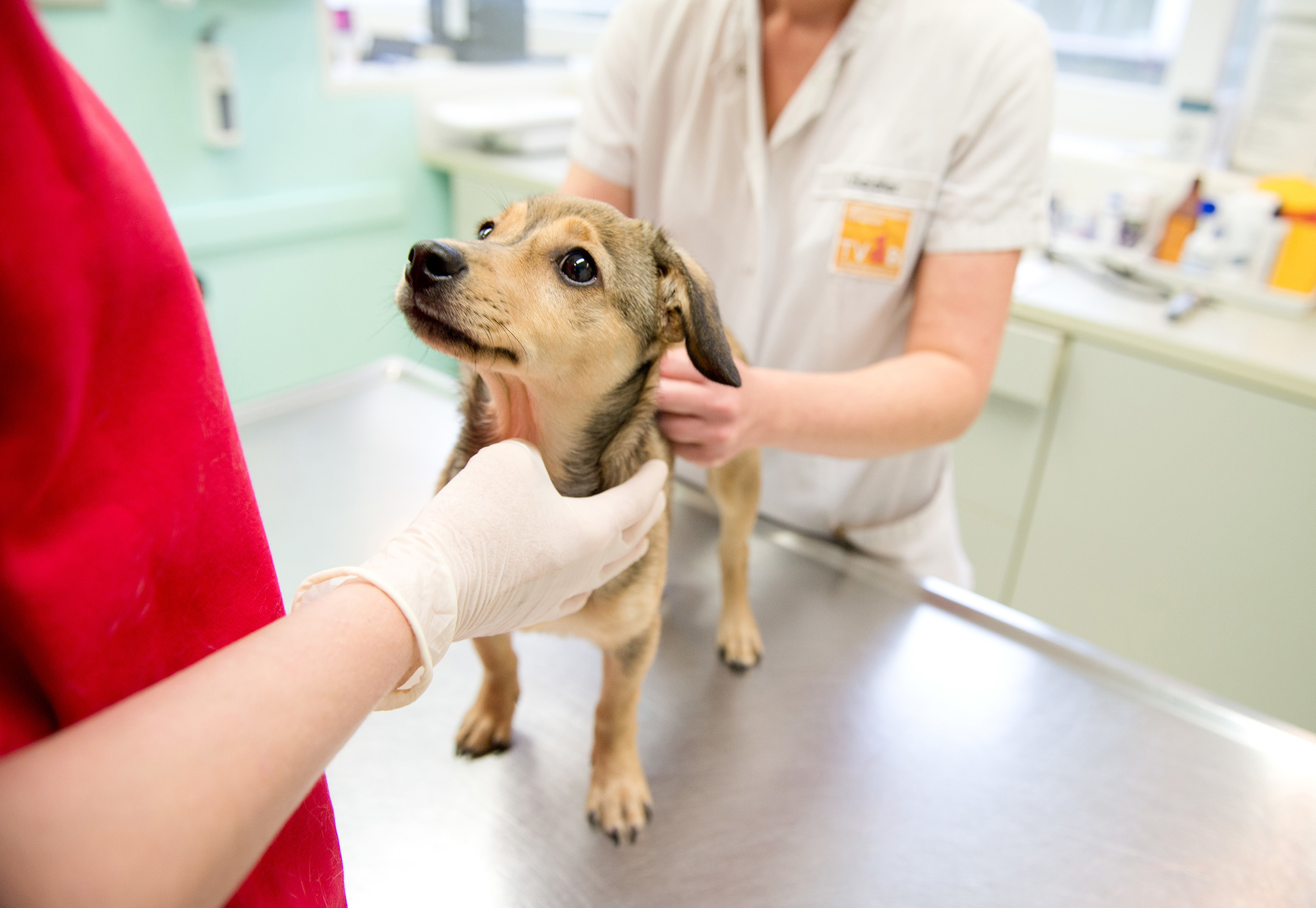 ¿Cómo prevenir el moquillo en los perros? - GRUPO DERF